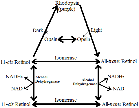 Physiological Role of Vitamin A – Effects of Vitamin A Deficiency