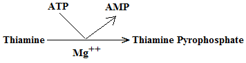 Vitmain B1 (Thiamine) - Properties & Biochemical Role